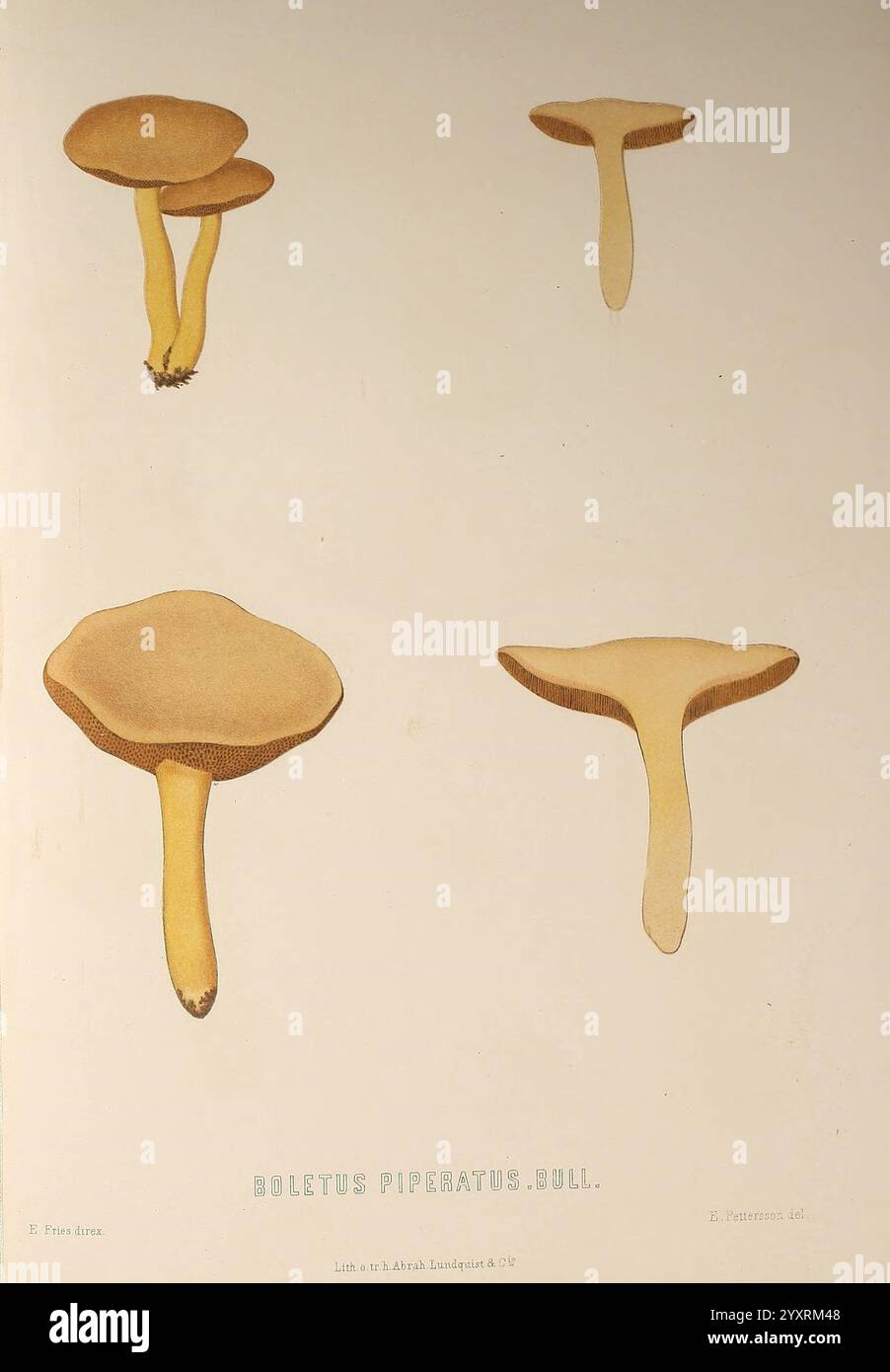 Mushrooms unique anatomy hi-res stock photography and images - Alamy