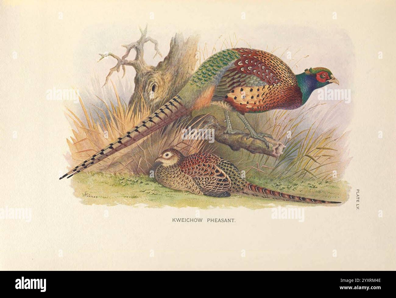 Kweichow pheasant hi-res stock photography and images - Alamy