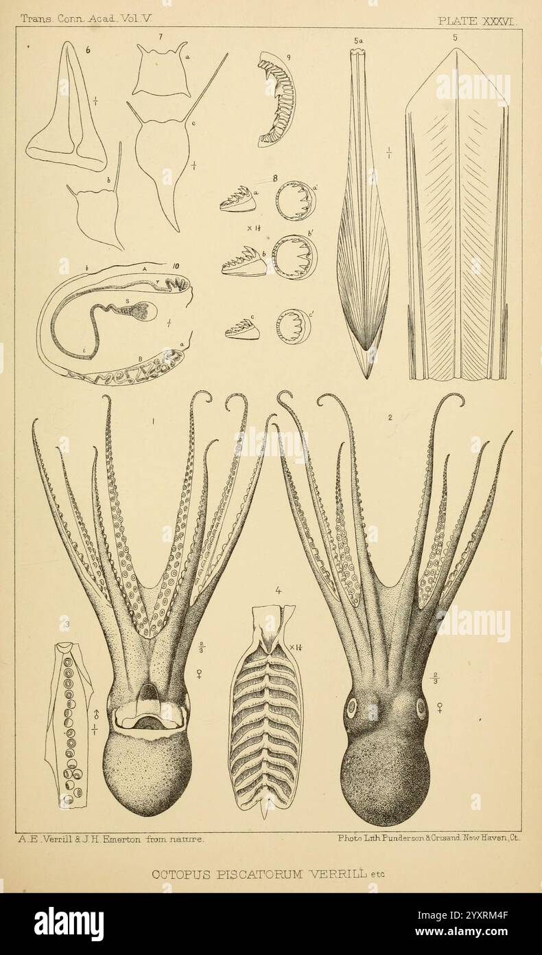 Top section highlights various anatomical components hi-res stock ...