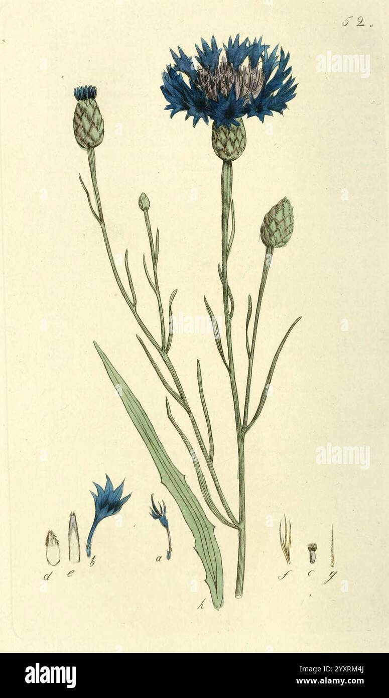 Potential bloom alongside hi-res stock photography and images - Alamy