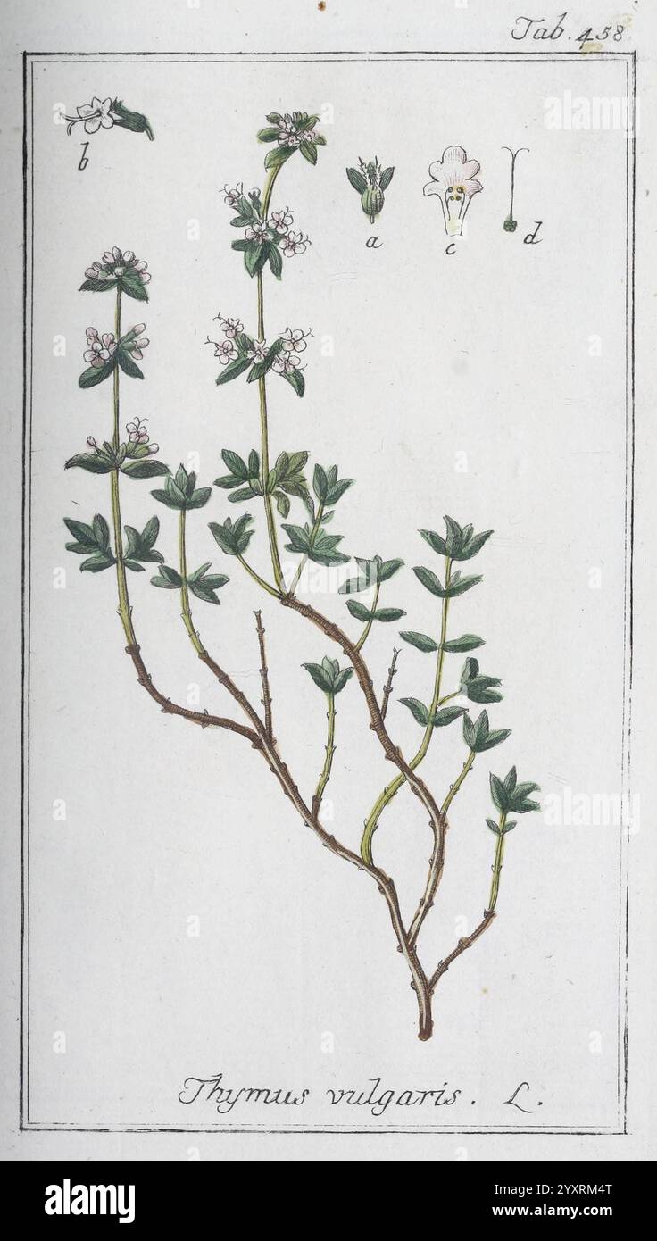 Thymus Plant Drawing
