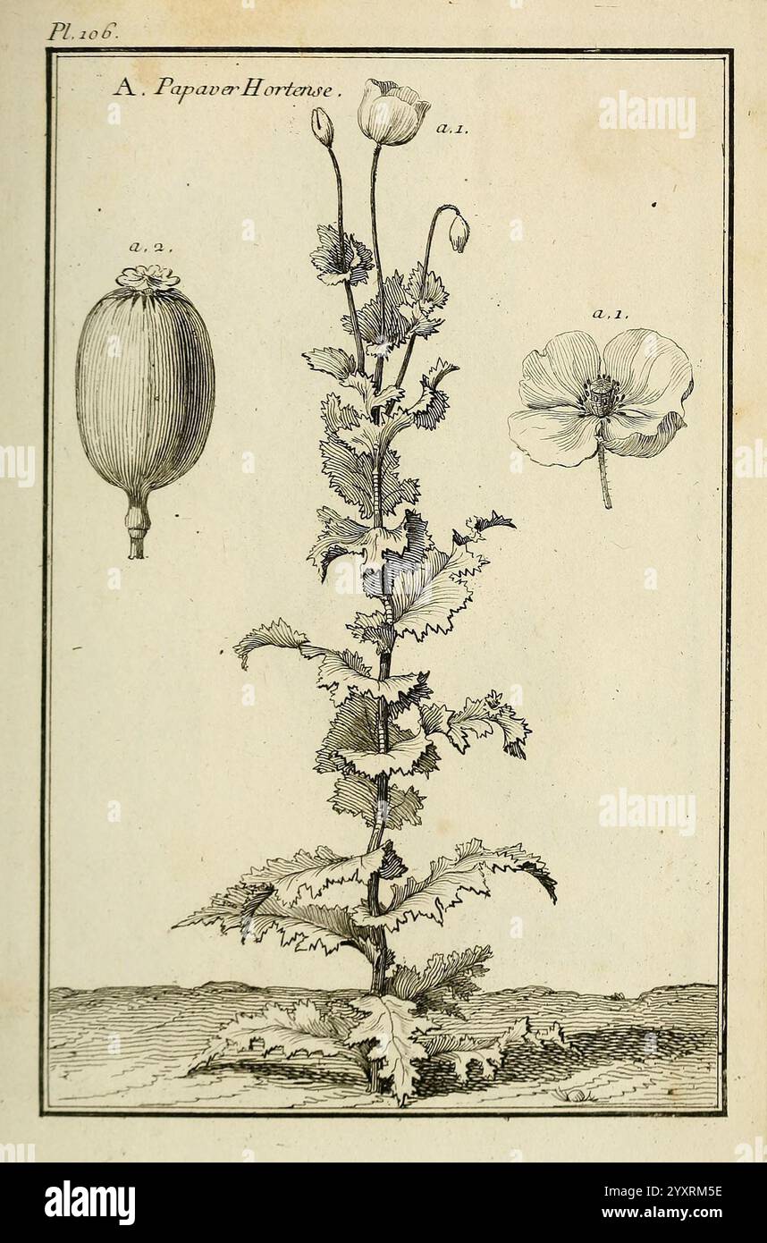Les figures des plantes et animaux d'usage en medecine Paris Desprez ...