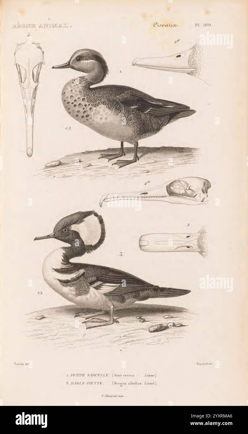 Exhibiting distinct physical features hi-res stock photography and ...