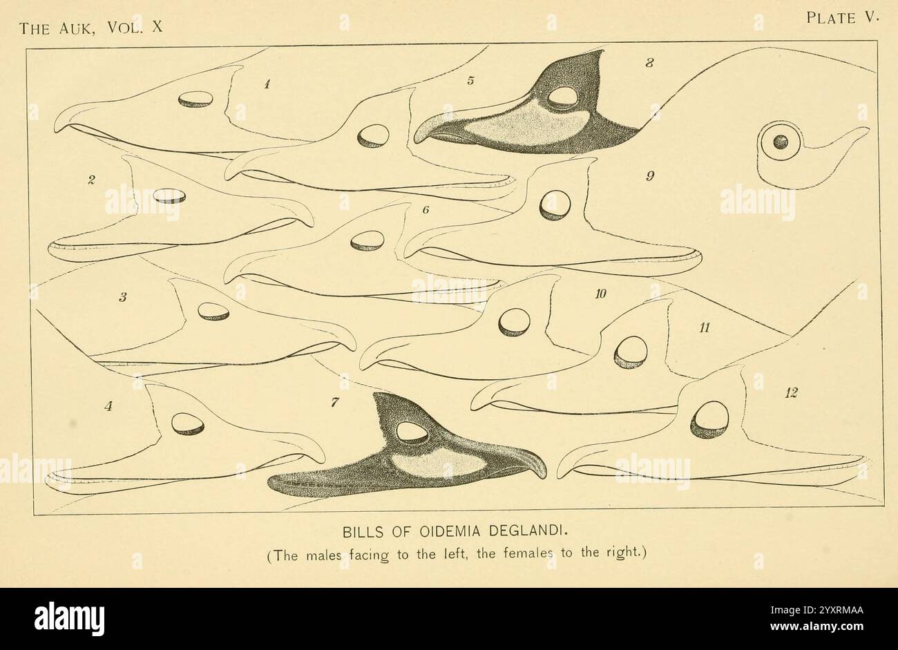 Numbered sketches hi-res stock photography and images - Alamy