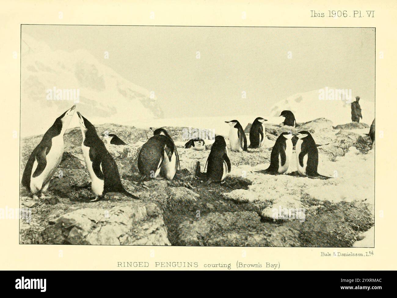 Group penguins facing hi-res stock photography and images - Alamy