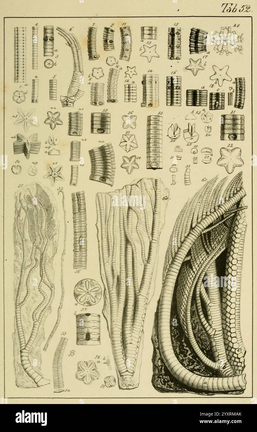 Handbuch der Petrefaktenkunde Tübingen H. Laupp 1852 fossils ...