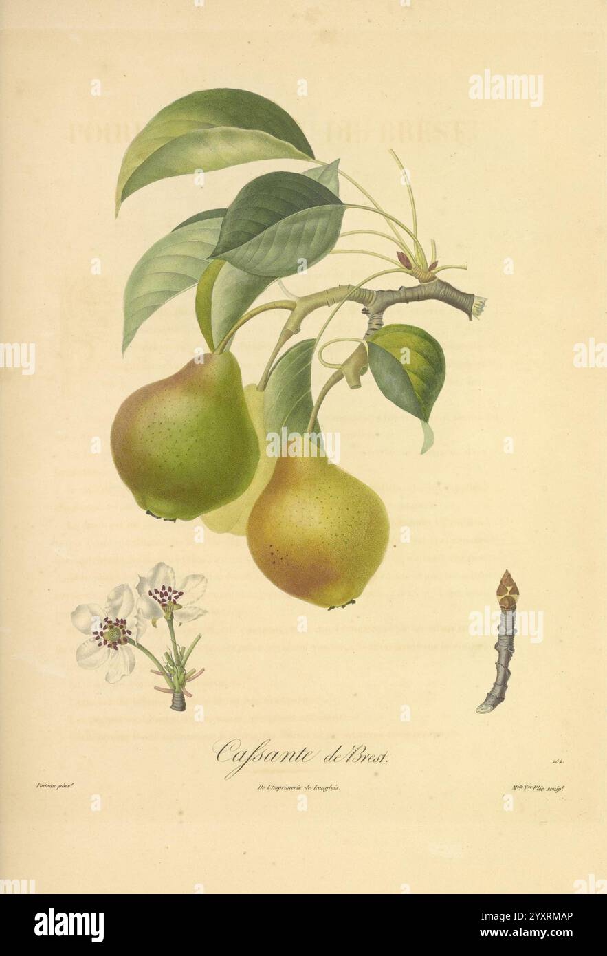 Featuring three pears hi-res stock photography and images - Alamy
