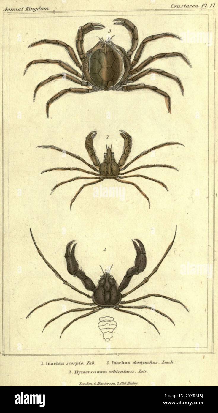 Illustration features three distinct crab species hi-res stock ...