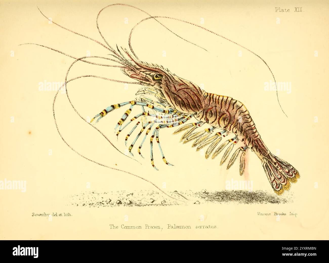 Vibrant marine aquarium features hi-res stock photography and images ...