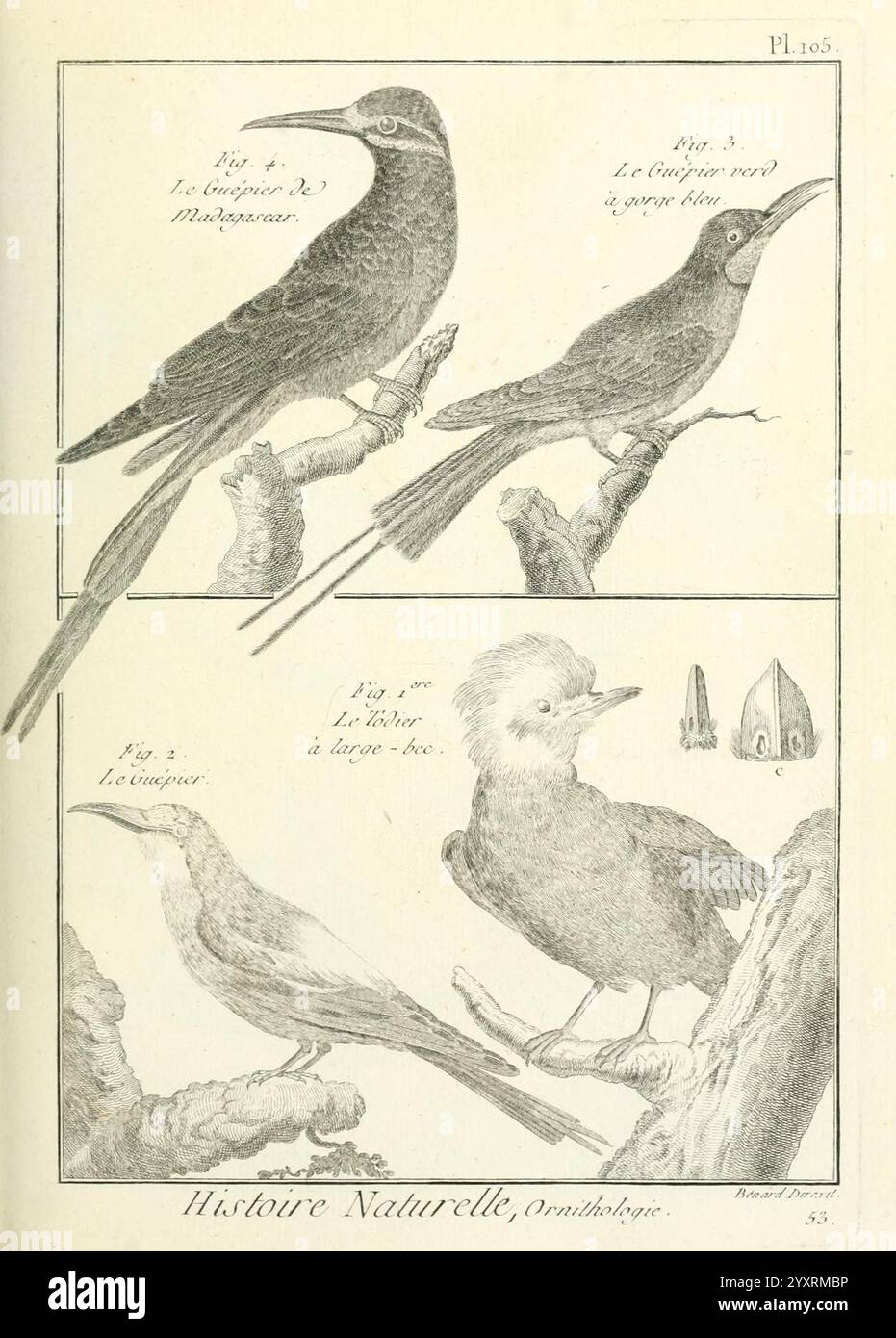 Third bird stands prominently hi-res stock photography and images - Alamy