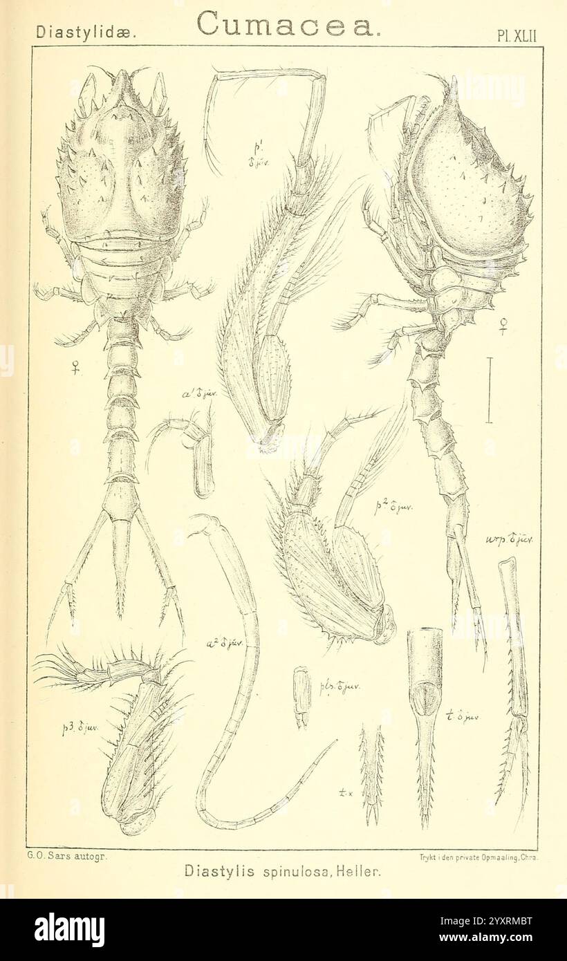 Segmented body structure hi-res stock photography and images - Alamy