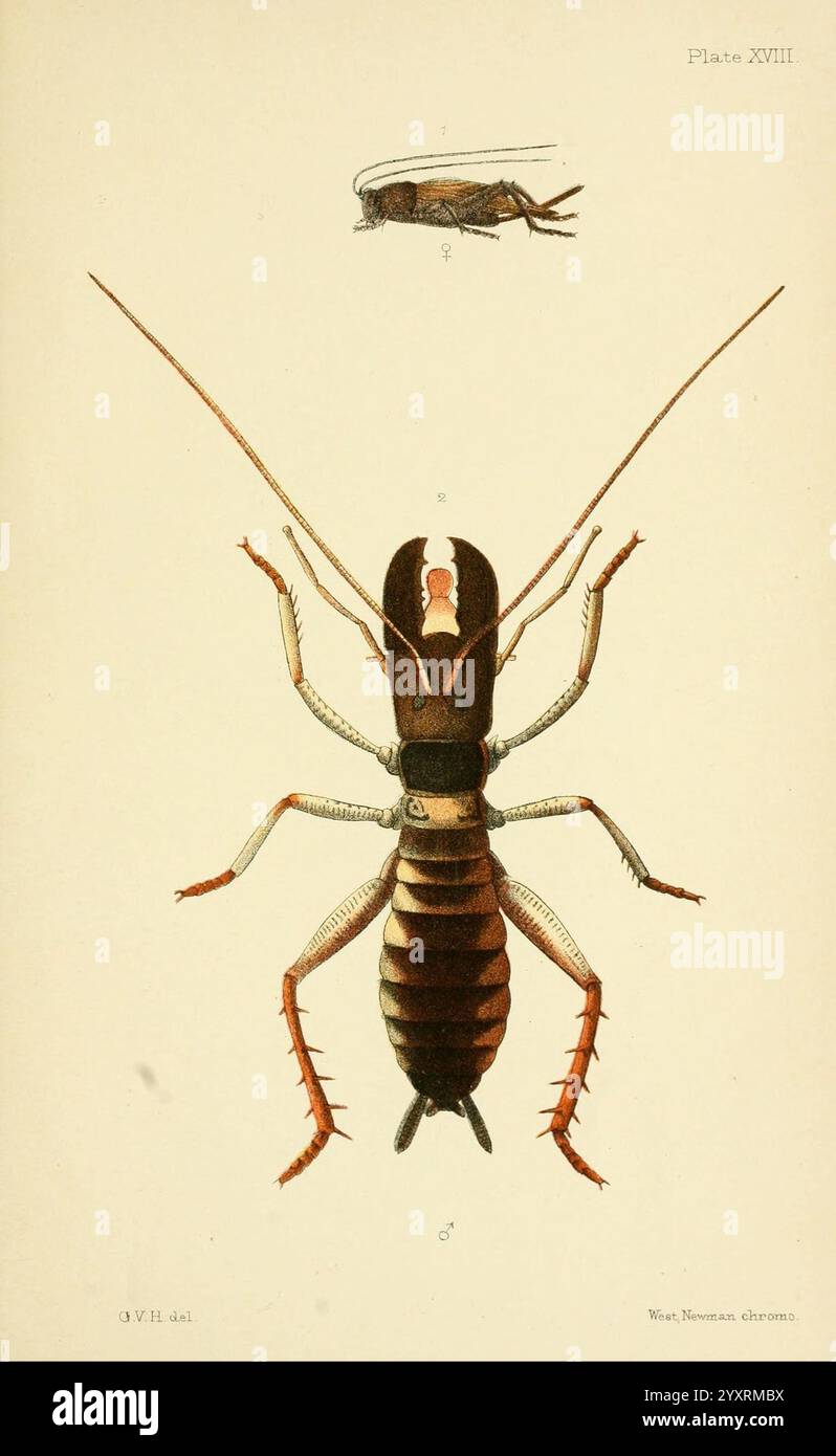 An elementary manual of New Zealand entomology, 1892, insects, New ...