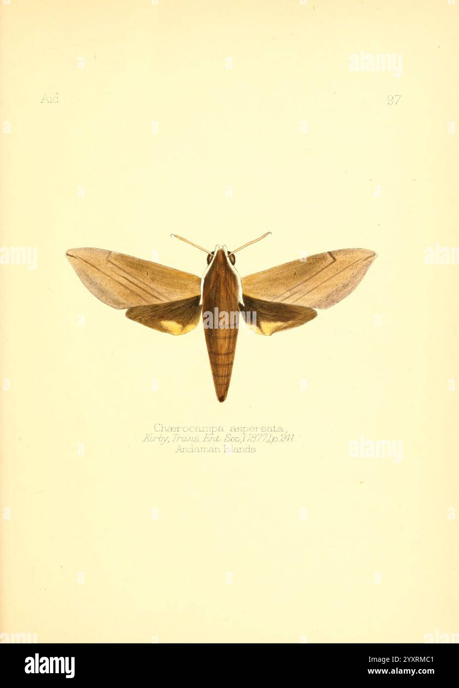 Aid to the identification of insects London, E.W. Janson, 1880-90 ...