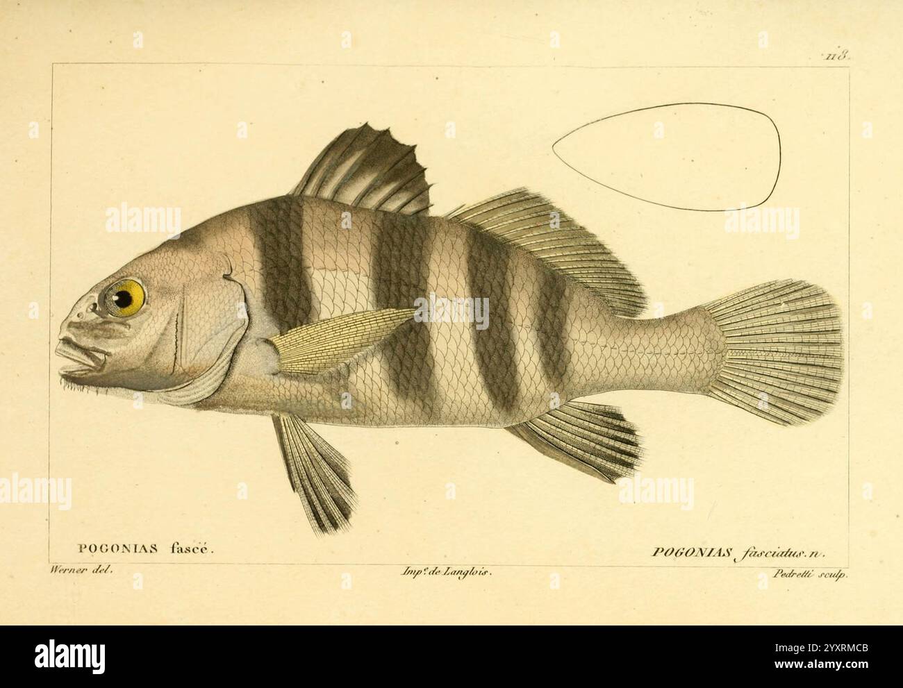 Histoire naturelle des poissons, Paris, Chez F. G. Levrault, 1828-1849 ...