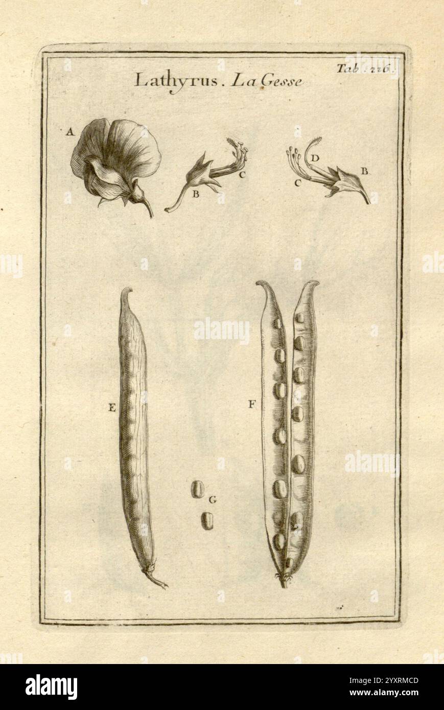 Lower half features two distinct pod shapes labeled hi-res stock ...