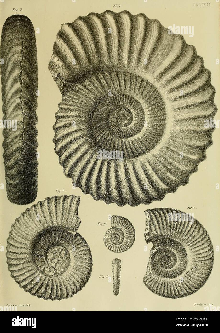 Detailed features of ammonite fossils hi-res stock photography and ...
