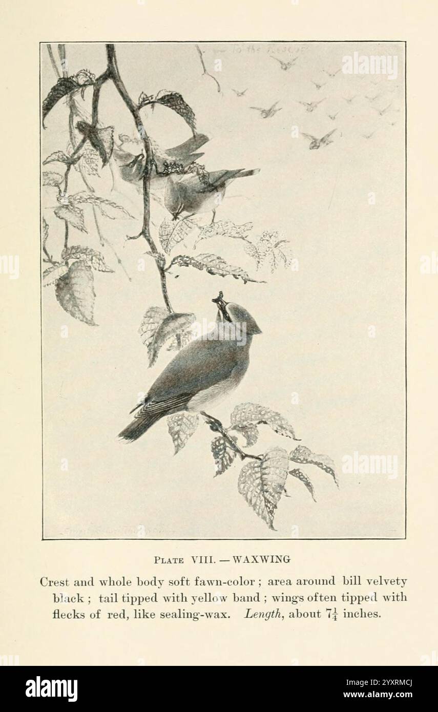 Field boston houghton mifflin hi-res stock photography and images - Alamy