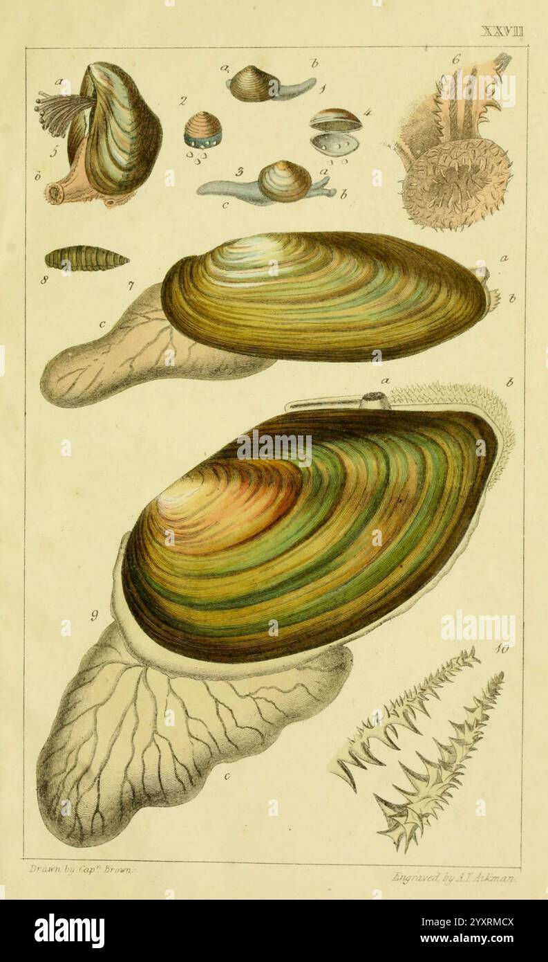 Illustrations of the land and fresh water conchology of Great Britain ...