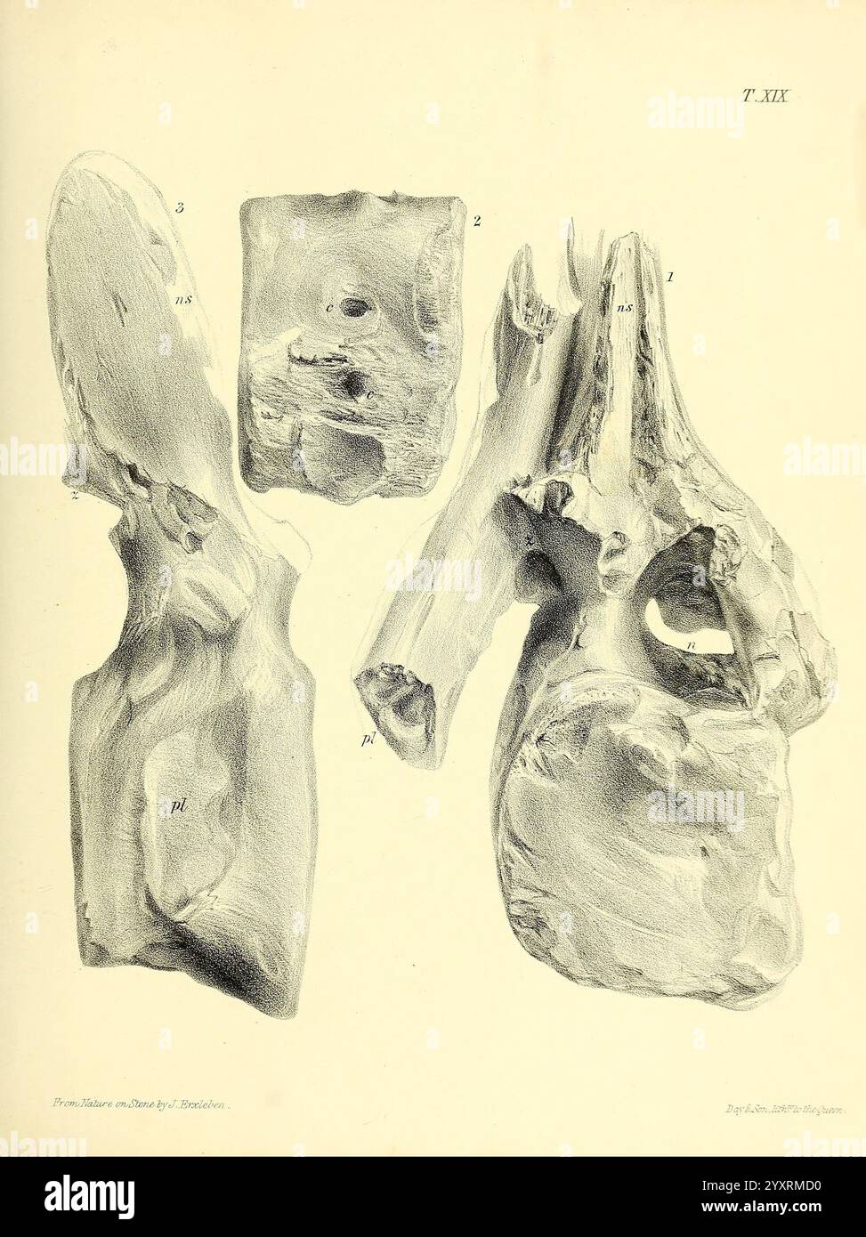 A monograph on the fossil Reptilia of the Cretaceous formations, London ...