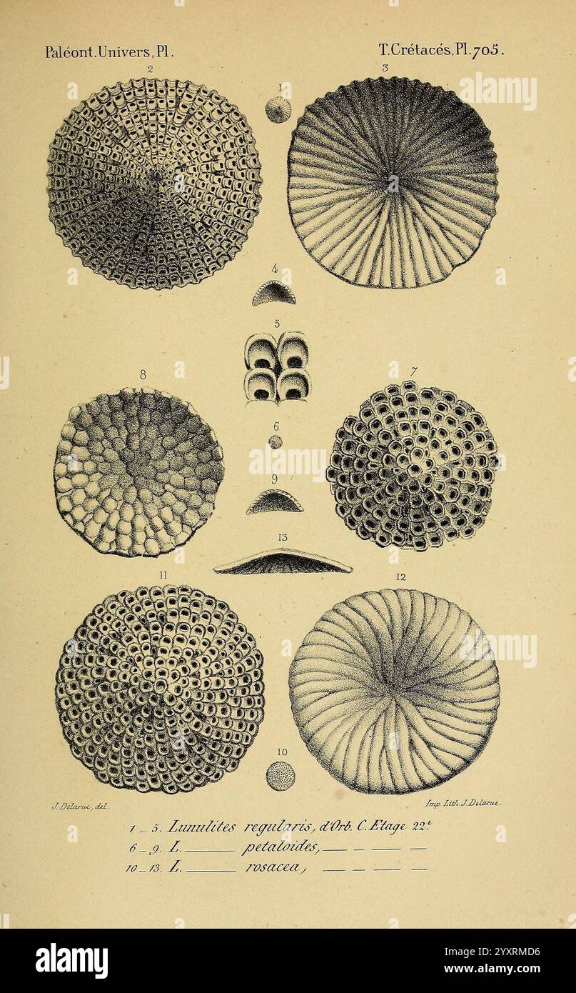 Unique skeletal structures hi-res stock photography and images - Alamy