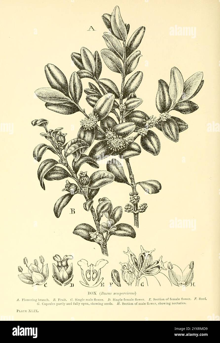 Hollys morphology hi-res stock photography and images - Alamy