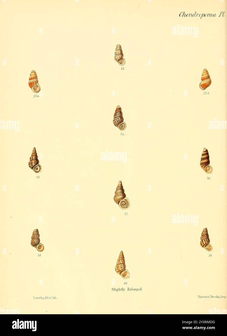 Conchologia Iconica, or Illustrations of the shells of molluscous ...