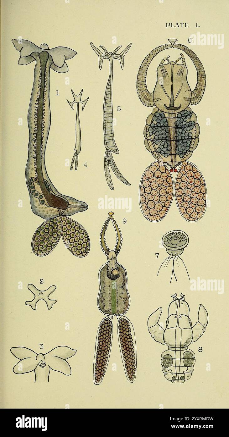 Emphasizing functional adaptation hi-res stock photography and images - Alamy