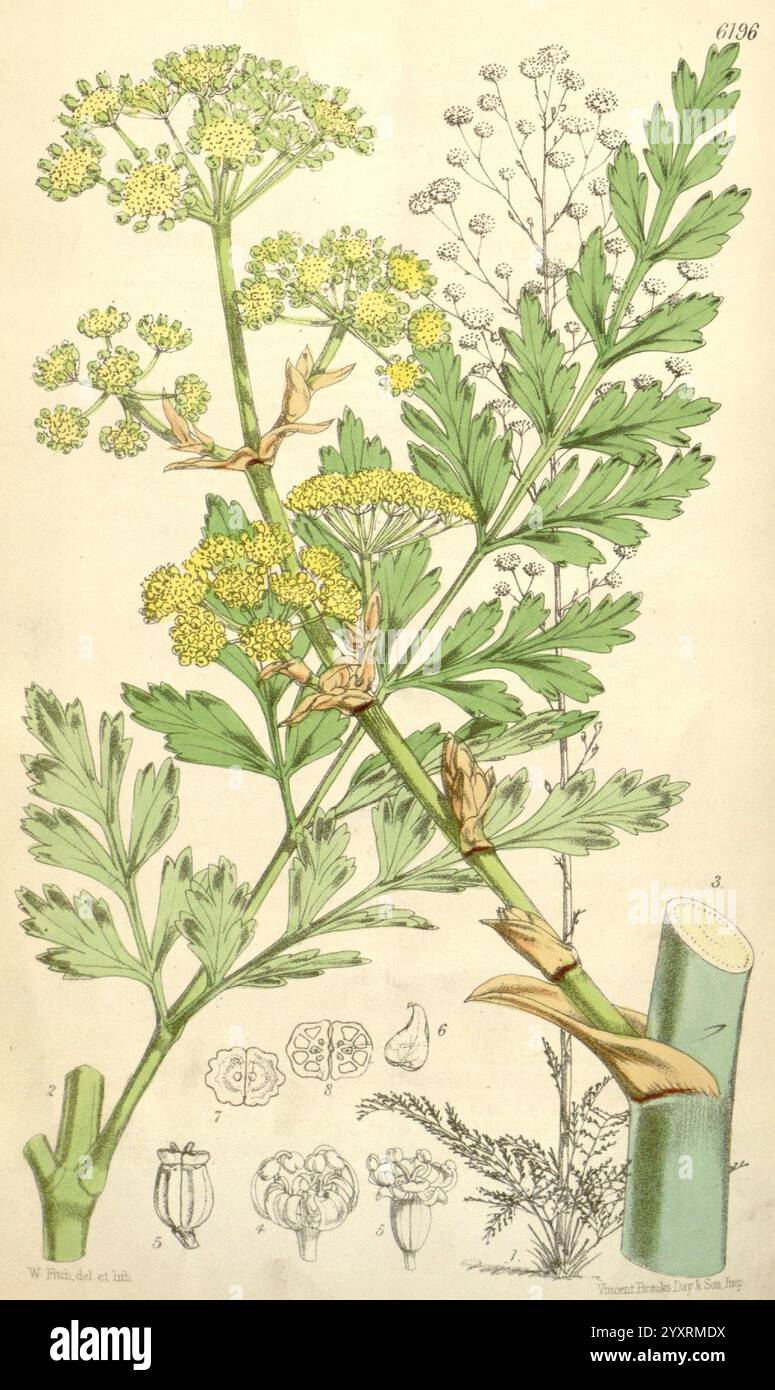 Curtis's Botanical Magazine, London, New York, botanical illustration ...