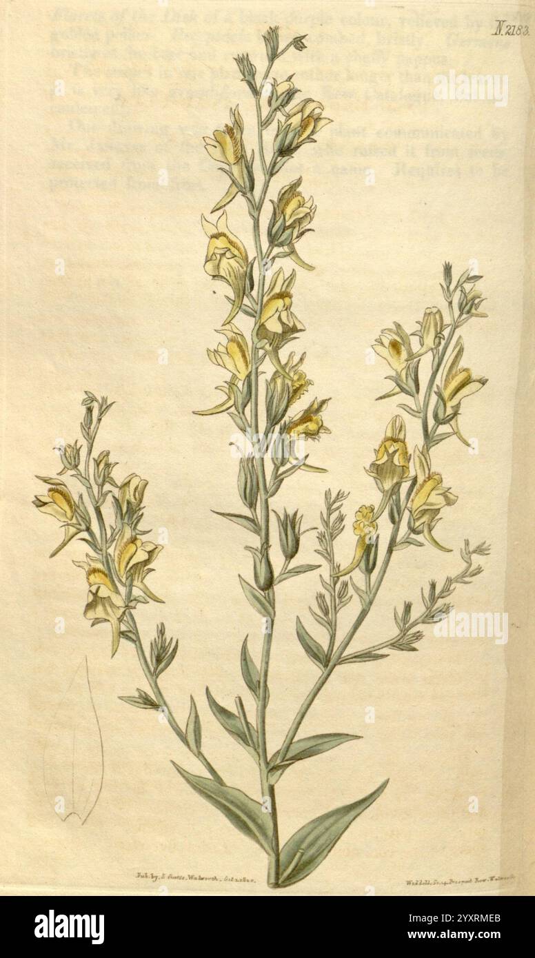 Plants ornamental curtis linaria genistifolia taxonomy hi-res stock ...