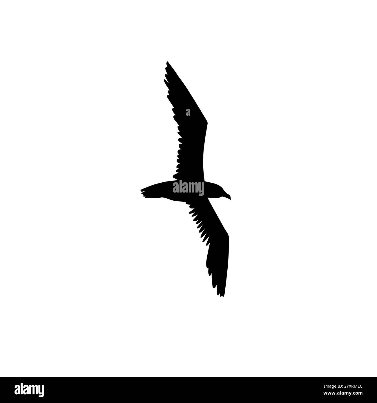 Vector black hand drawn sketch flying seagull silhouette isolated on ...
