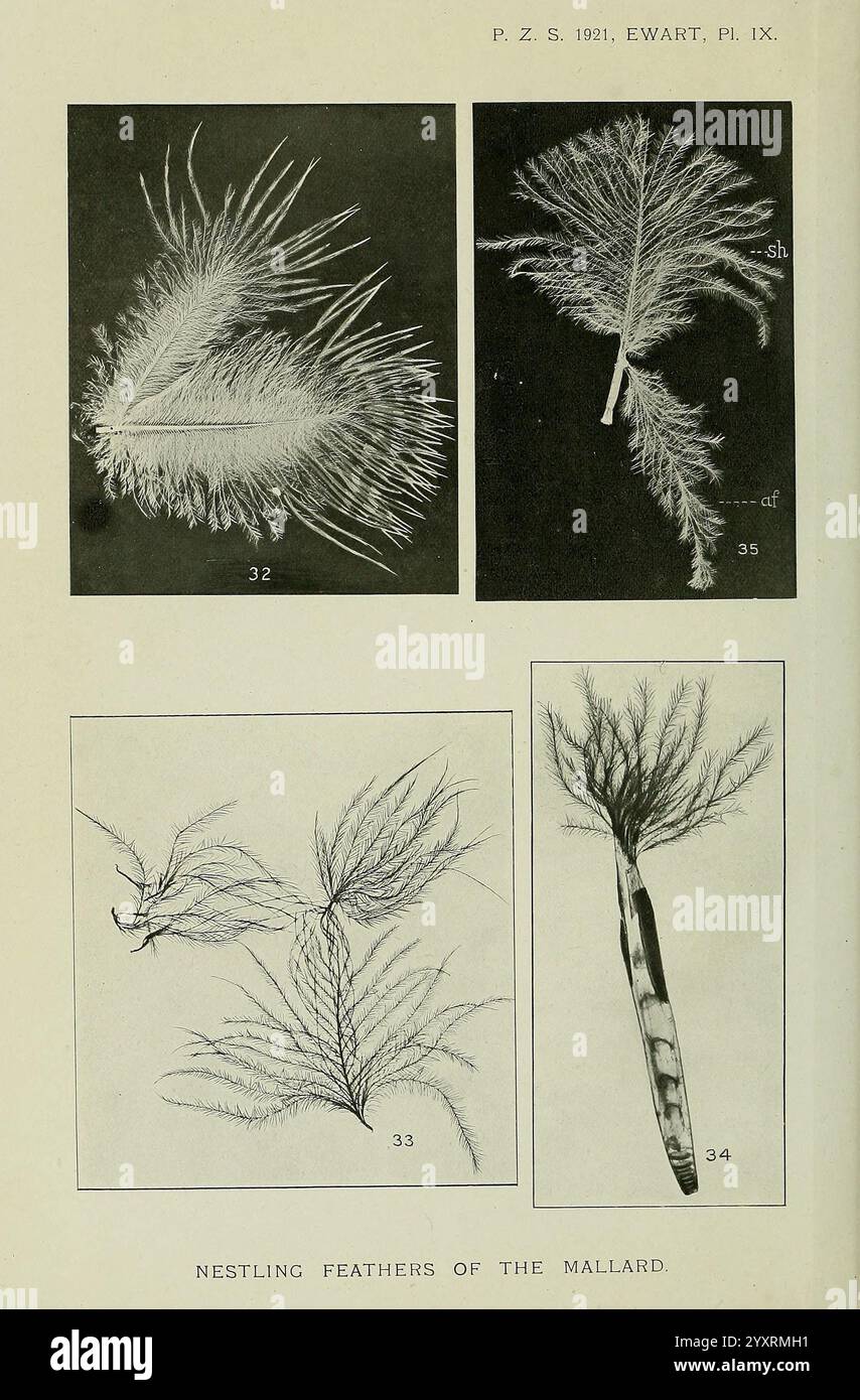 Displaying intricate feather textures hi-res stock photography and ...