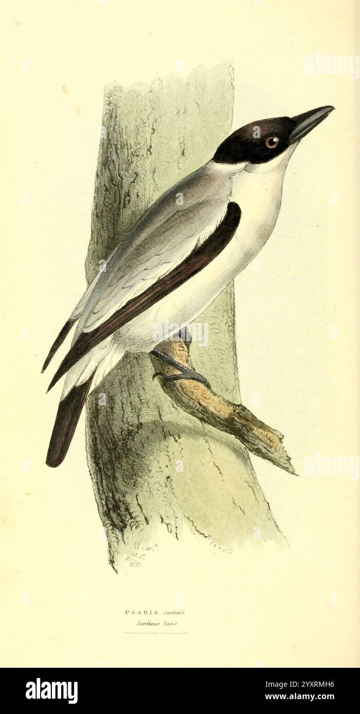 Predominantly white underbelly hi-res stock photography and images - Alamy