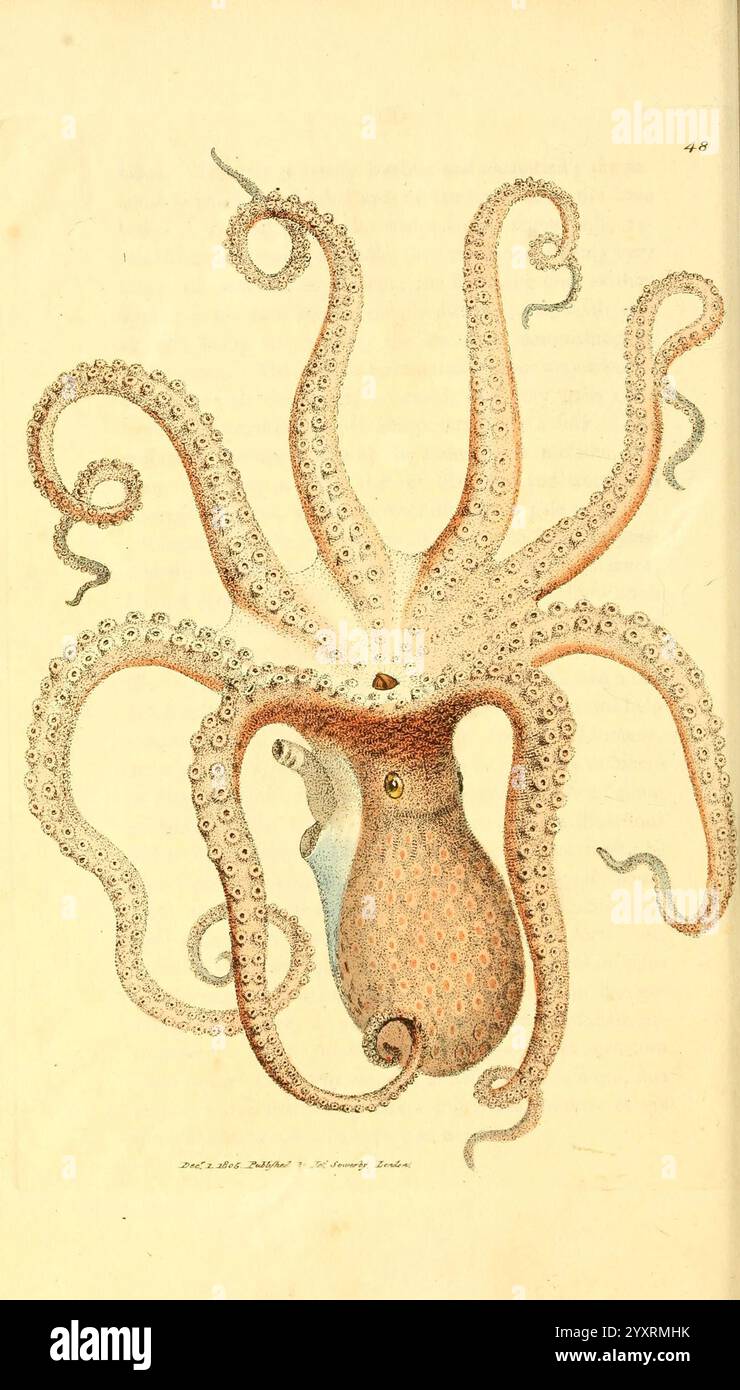 Octopuss anatomy hi-res stock photography and images - Alamy