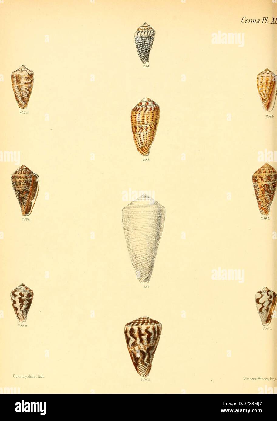 Conchologia iconica, or Illustrations of the Shells of Molluscous ...