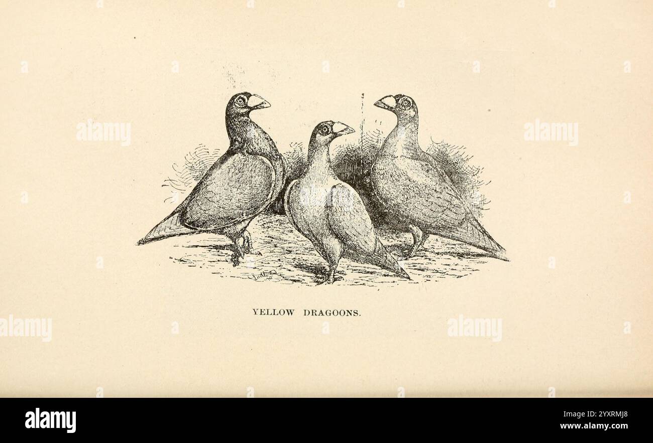 Label beneath identifies them hi-res stock photography and images - Alamy