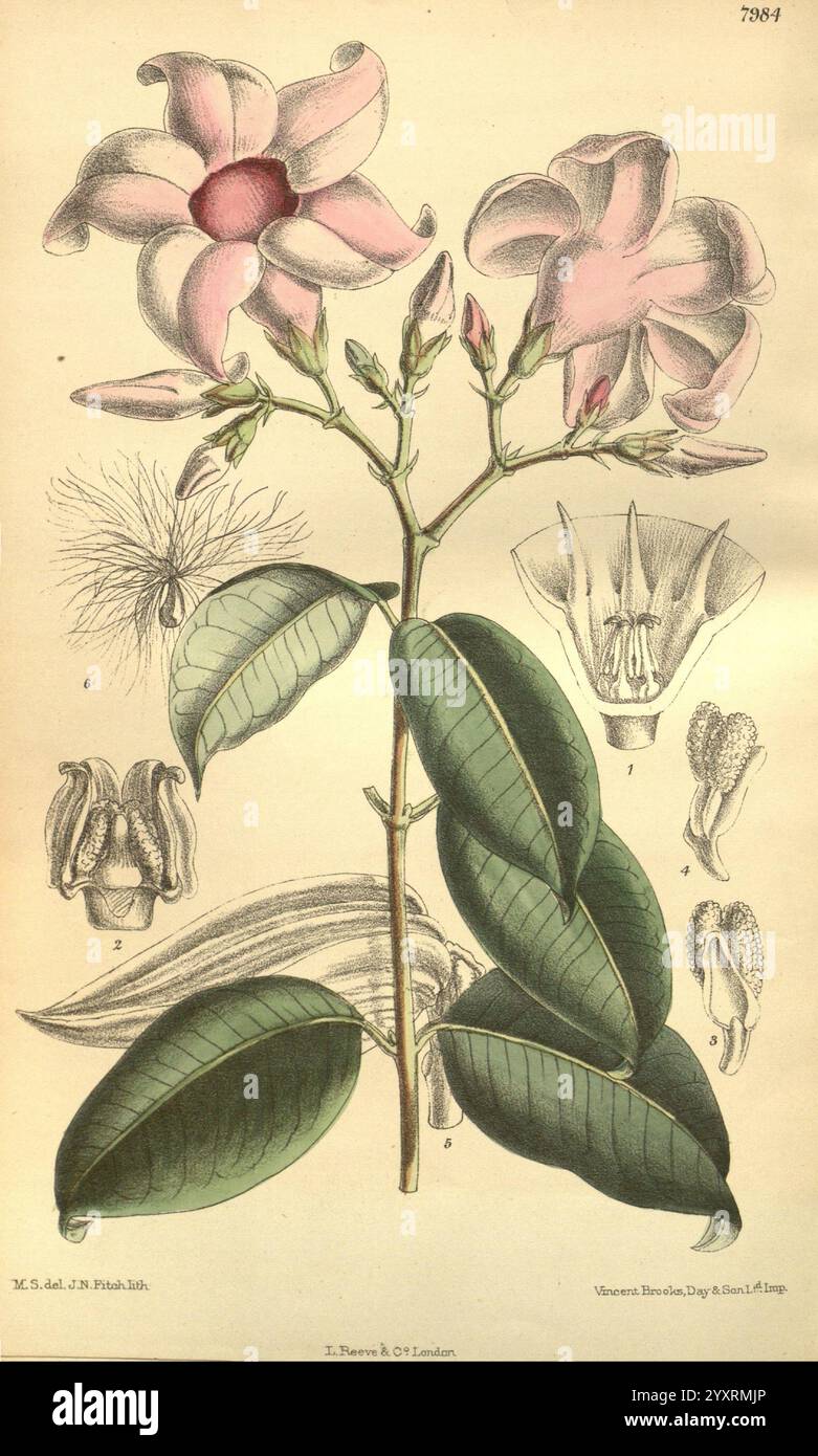 Featuring detailed depictions of different plant species hi-res stock ...