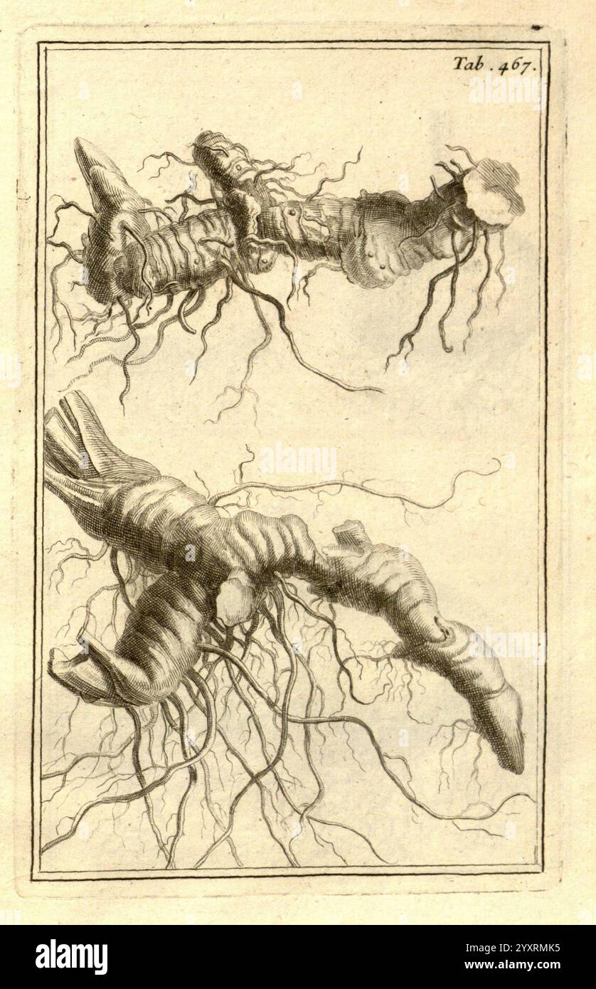 Prominent root structures hi-res stock photography and images - Alamy