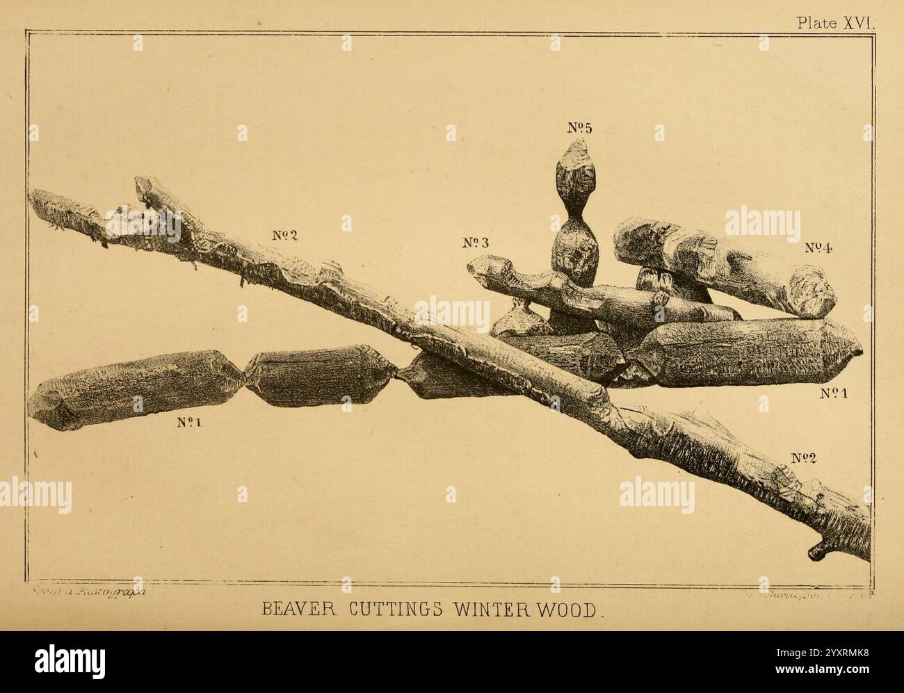 Various segments labeled hi-res stock photography and images - Alamy