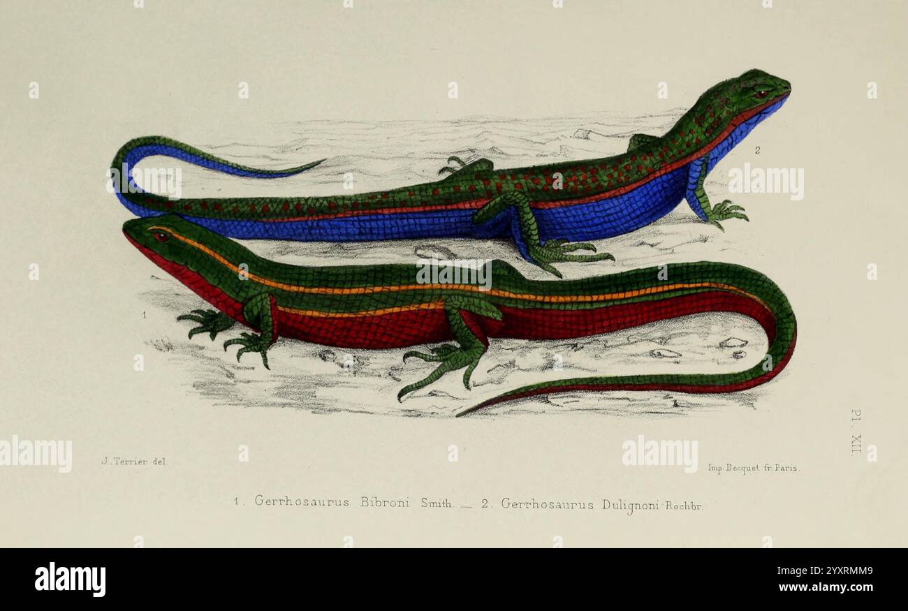 Textured lizard displays hi-res stock photography and images - Alamy