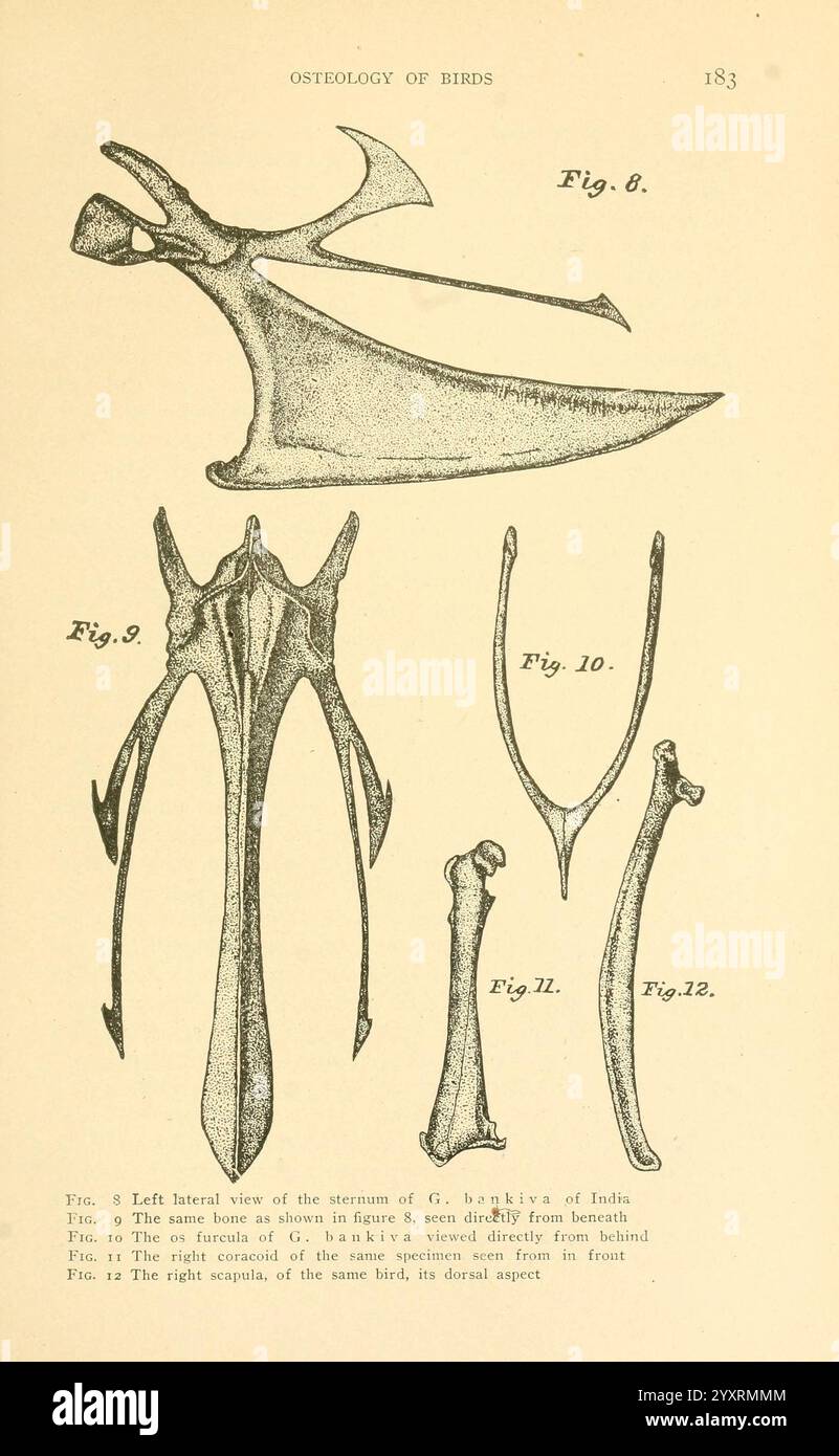 Osteology of Birds, 1909, anatomy, birds, bones, osteology, accipitres ...