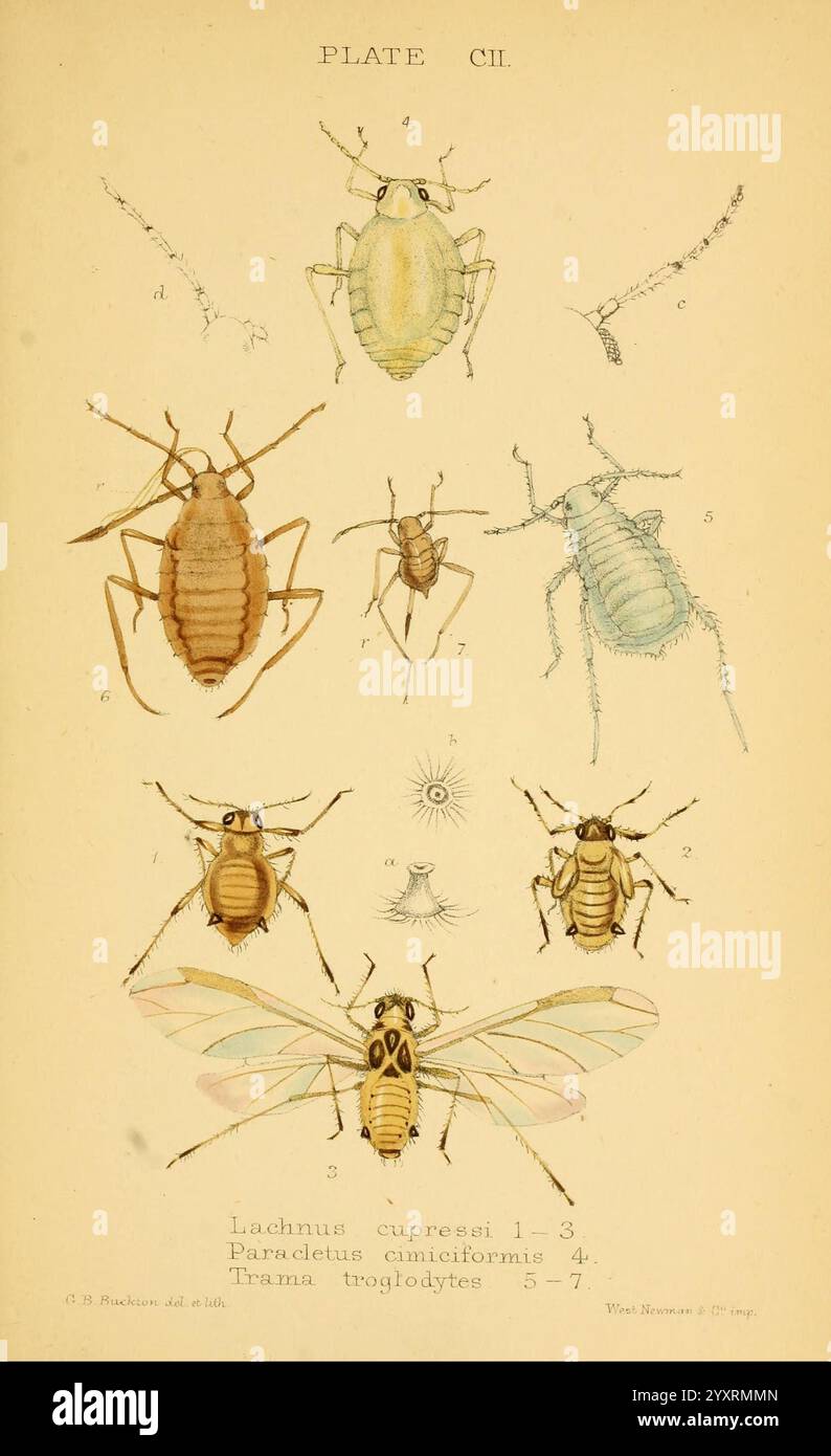 Monograph, of, the, British, aphids, Great Britain, hemiptera, insects ...