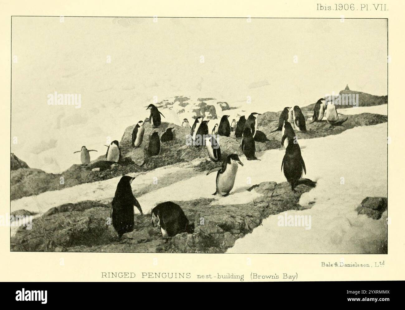 Ibis habitat range hi-res stock photography and images - Alamy