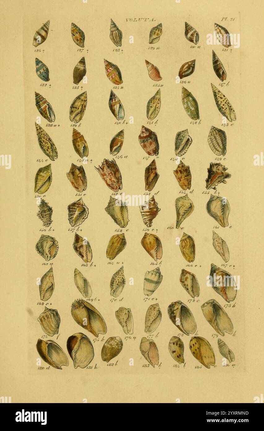 Respective identification numbers hi-res stock photography and images ...