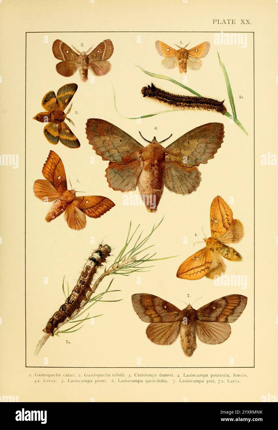British and European butterflies and (Macrolepidoptera) 1895 Europe ...