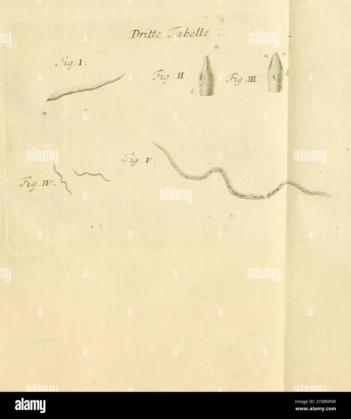 Naturgeschichte einiger Wurm-Arten des süssen und salzigen Wassers ...