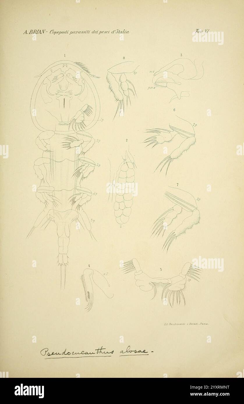 Understanding marine life anatomy hi-res stock photography and images ...