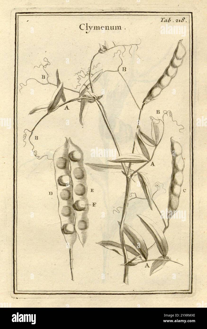 Joseph Pitton de Tournefort Institutiones rei herbariae Parisiis, E ...