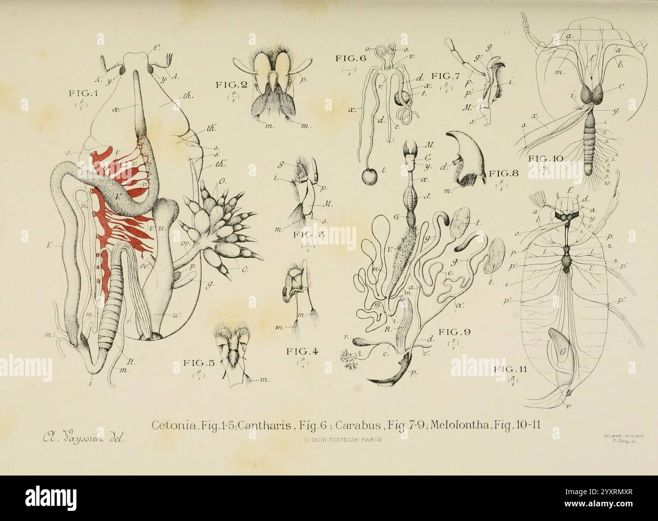 Atlas d'anatomie comparée des invertébrés, Paris, Doin, 1890, anatomy ...