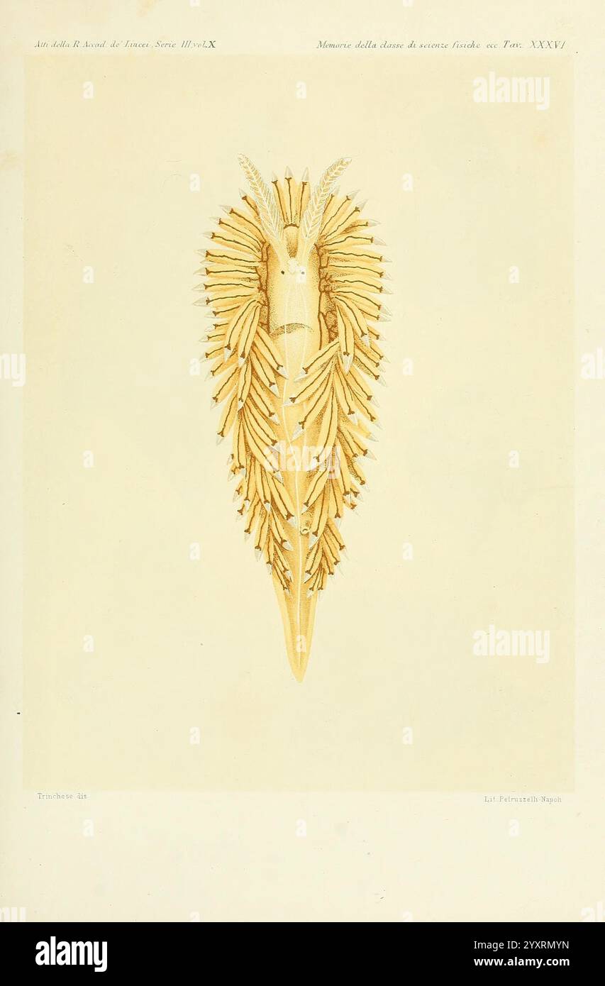 Elongated sensory filaments hi-res stock photography and images - Alamy