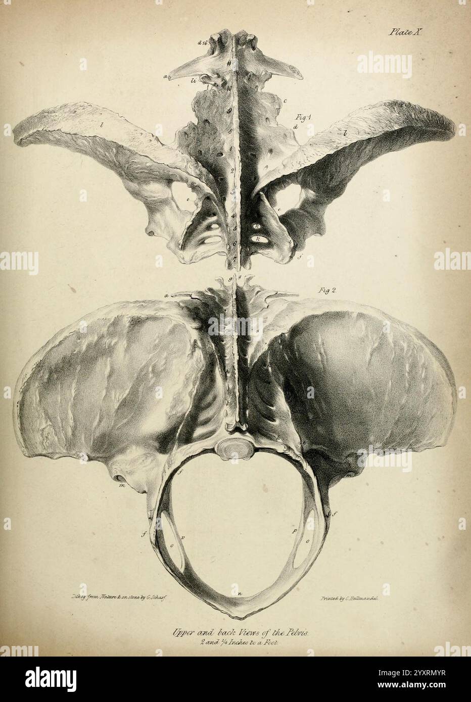 Description, of, the, skeleton, of, an, extinct, gigantic, Sloth ...